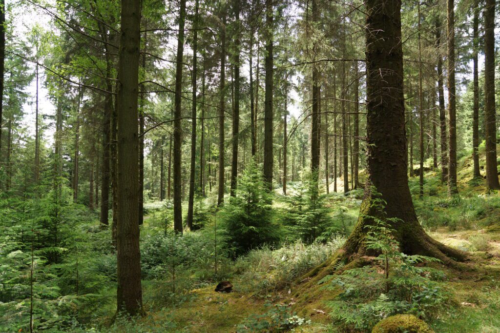 Pro Silva Ireland welcomes CCF measures in New Forestry Programme - Pro ...